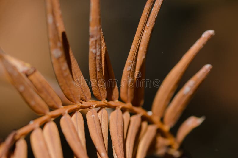 The Golden Needles of the Dawn Redwood in Autumn Stock Image - Image of ...