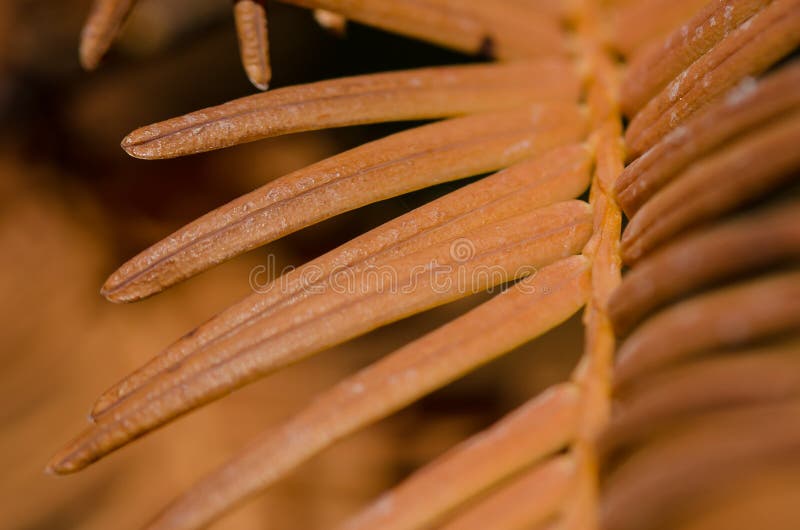 The Golden Needles Of The Dawn Redwood In Autumn Stock Image - Image of ...