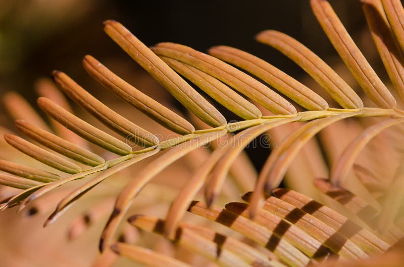 The Golden Needles of the Dawn Redwood in Autumn Stock Photo - Image of ...