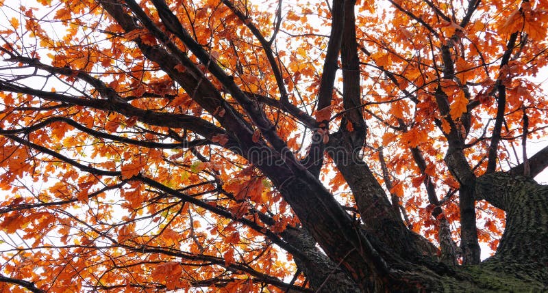 Golden oak tree in autumn stock image. Image of orange - 201308429