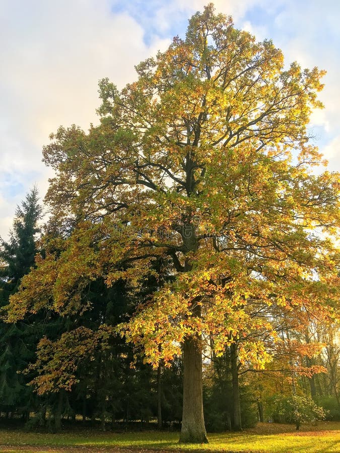 Golden Oak Tree at Autumn Season As a Background Stock Image - Image of ...