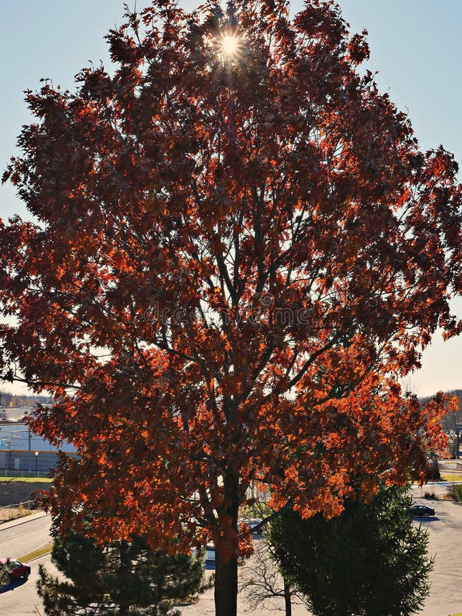 Golden oak tree in fall stock photo. Image of plant - 350479220