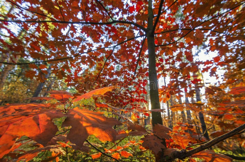 Golden oak trees stock photo. Image of nature, season - 233690666