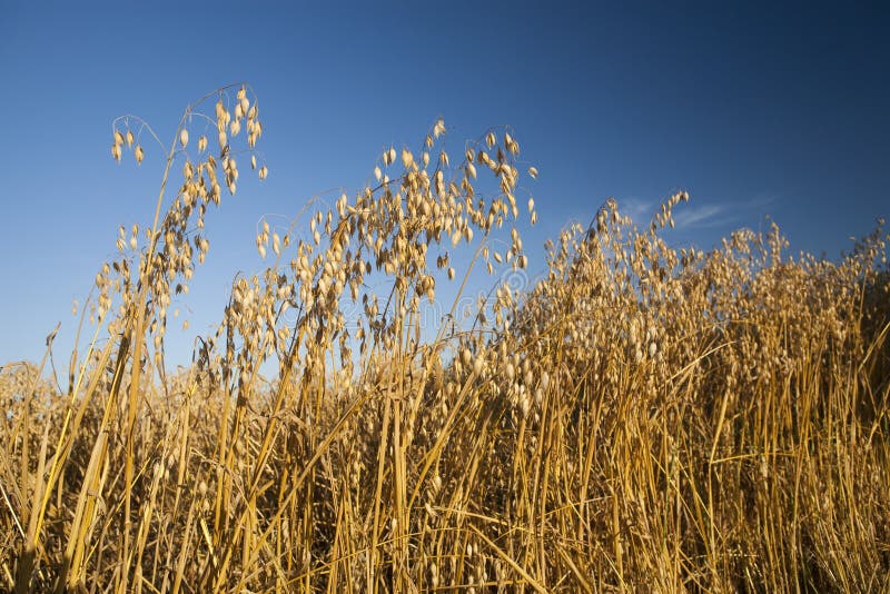 GOLDEN OAT stock photo. Image of glorious, wheats, gorgeous - 7568330