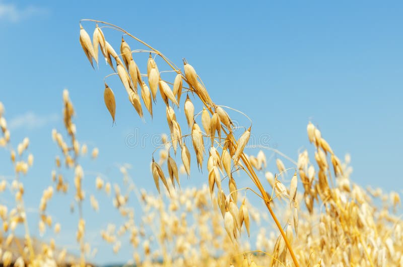 Golden oat close up stock image. Image of blue, growth - 75902957