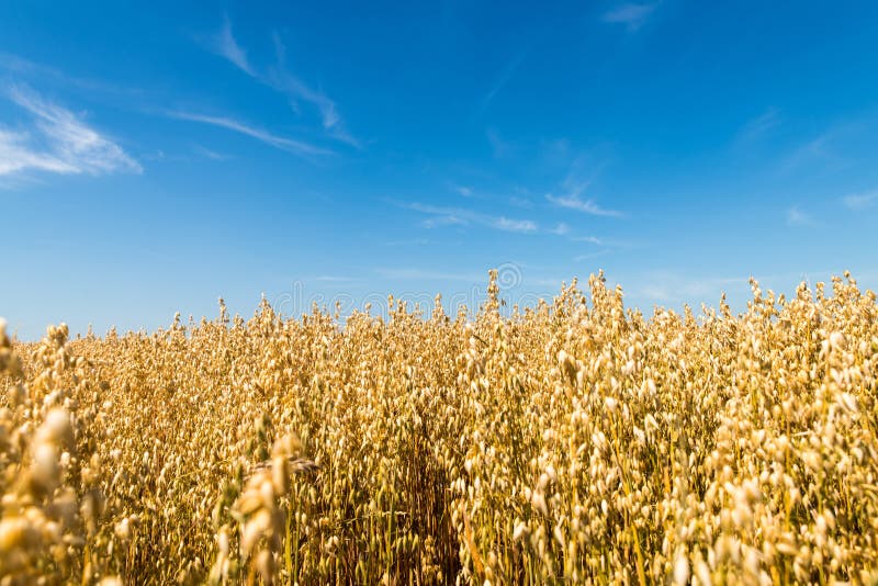 Golden oat field stock image. Image of ripe, cornfield - 62303223