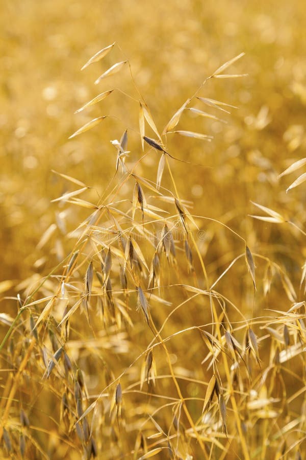 Golden Oat Grass in Detail at the Field Stock Image - Image of europe ...