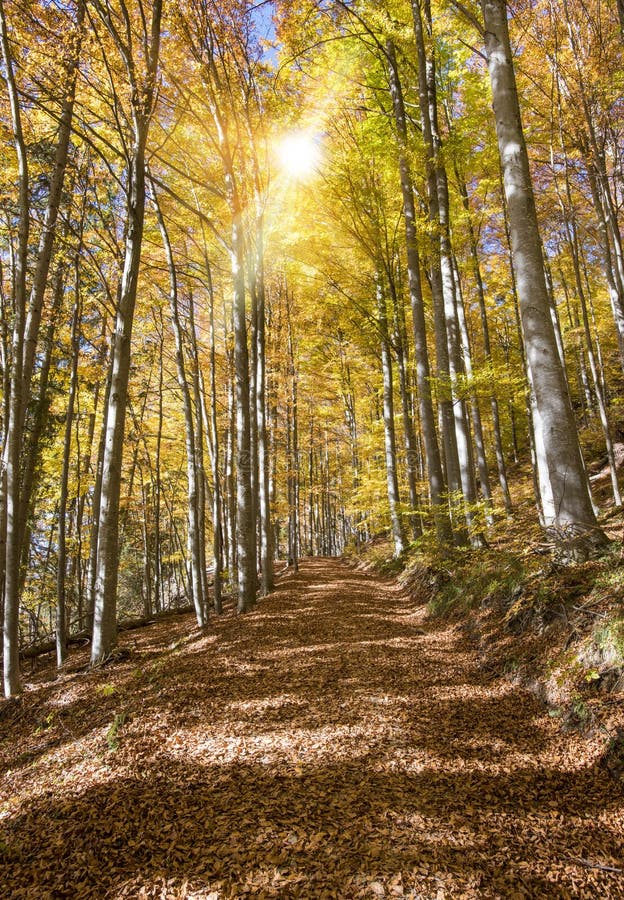 Golden October with Beautiful Colored Beech Trees Stock Image - Image ...