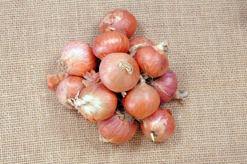 Golden onion stock image. Image of cooking, food, harvest - 32391103