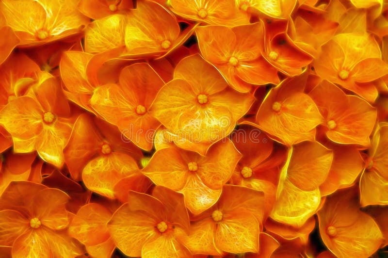 Orange hydrangea flowers stock photo. Image of bunch, elegant - 6116516