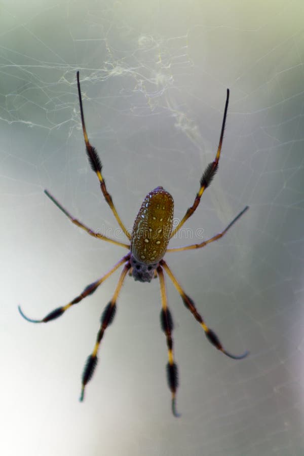 Golden Orb Spider on Web Top View Stock Image - Image of nature, spider ...