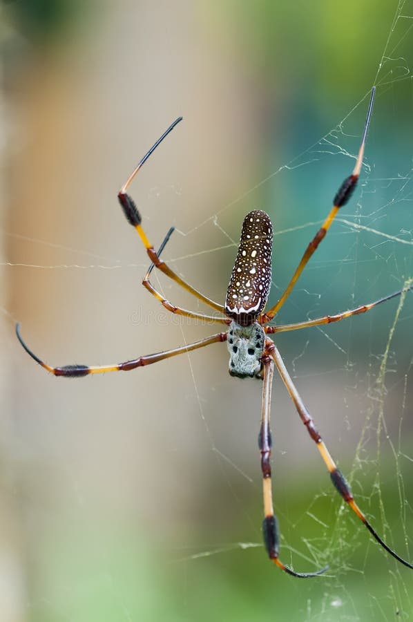 Golden silk orb-weaver stock image. Image of arachnid - 18161293