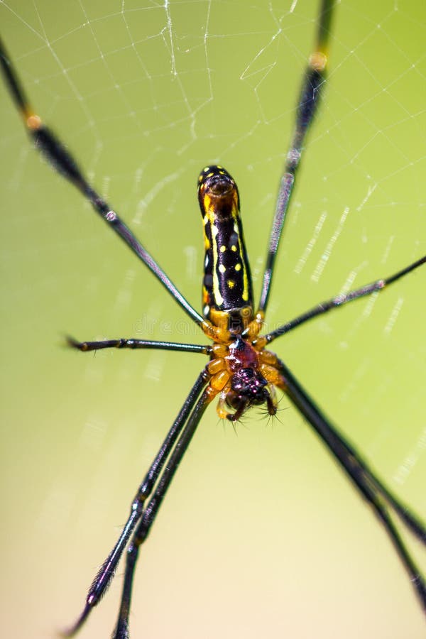Golden Orb-weaver Spider stock photo. Image of waiting - 53327916