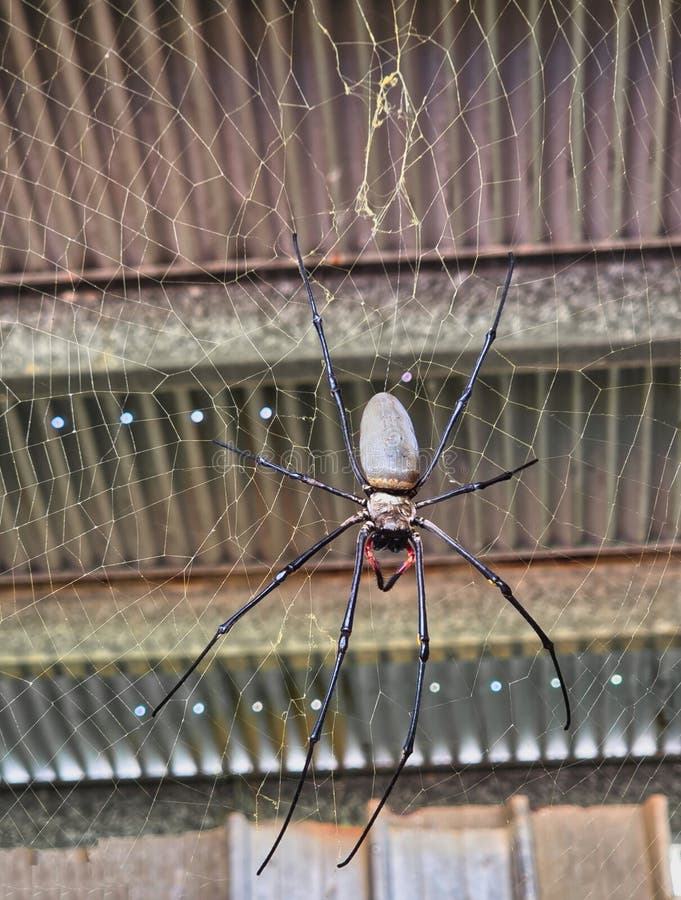 Golden Orb Weaving Spider, Female Stock Image - Image of golden ...