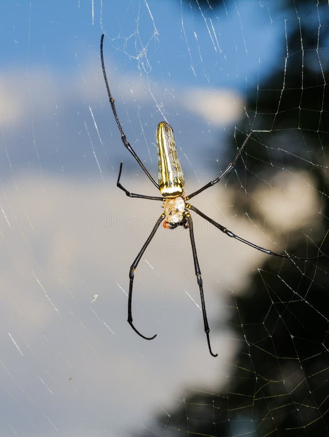 Golden orb-web spider stock photo. Image of bite, capture - 28859090