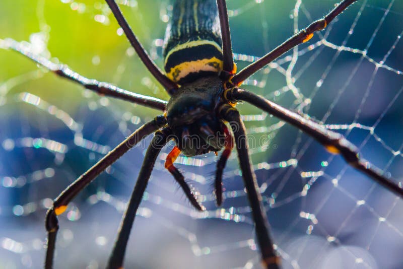Golden Orb Web Spider stock photo. Image of golden, spider - 39143848