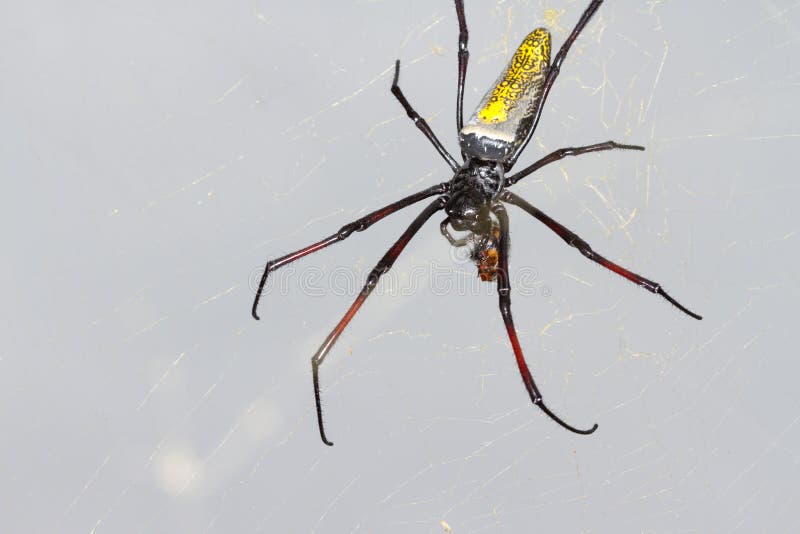 Golden Orb Web Spider Feeding in Golden Web Stock Image - Image of ...