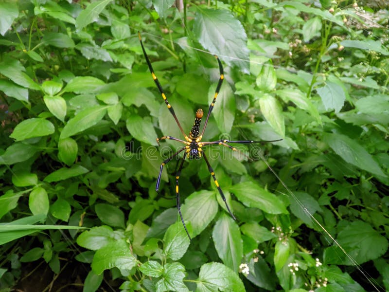 Golden Orb Web Spider from Southeast Asia Stock Image - Image of asia ...