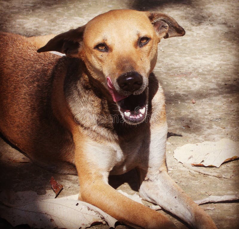 Golden orbs stock photo. Image of golden, orbs, radiating - 88243078