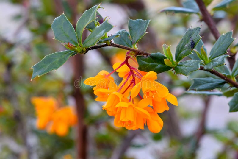 Golden Oregon Grape Green Leaf 02 Stock Image - Image of barberry, bush ...
