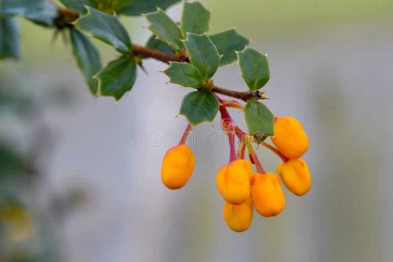 Golden Oregon Grape Buds 02 Stock Photo - Image of berberis, fruit ...