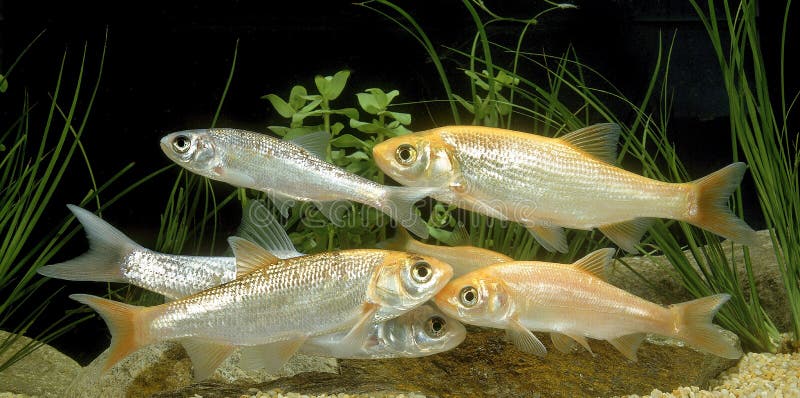 Orfe Fish Stock Photos - Free & Royalty-Free Stock Photos from Dreamstime