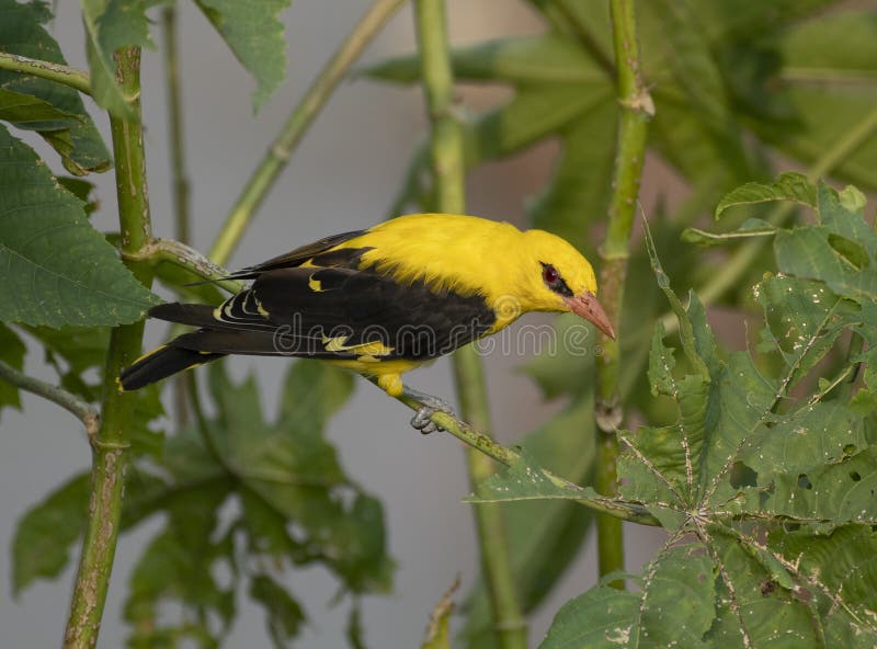 Golden Oriole, Oriolus Oriolus Stock Photo - Image of oriolus, beak ...