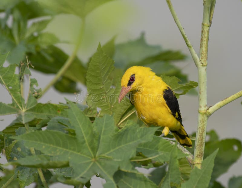 Golden Oriole, Oriolus Oriolus Stock Photo - Image of forest, eurasia ...