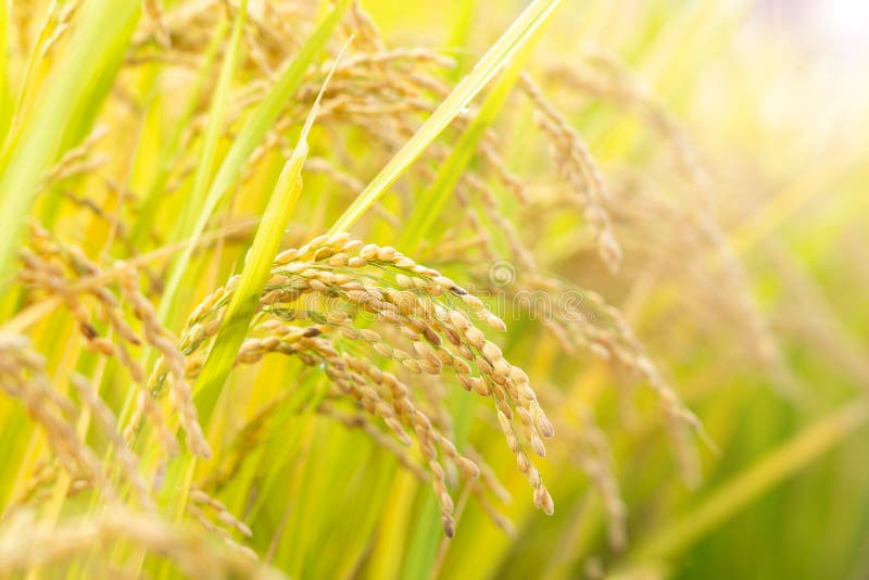 Golden paddy field stock photo. Image of korea, texture - 127692900