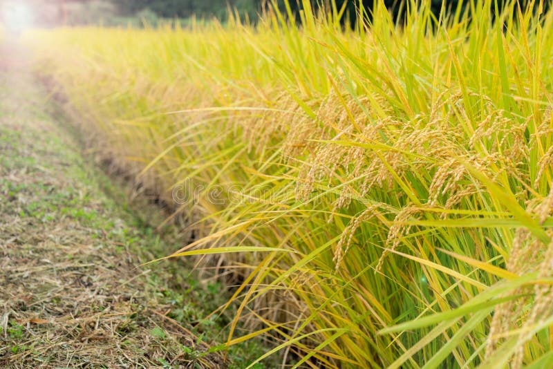 Golden paddy field stock photo. Image of crop, harvest - 127693698