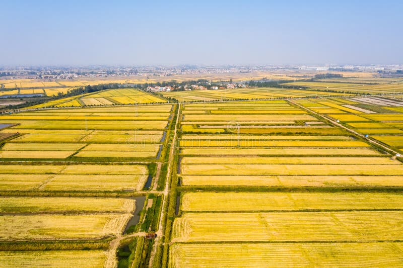 Golden paddy stock image. Image of agriculture, agricultural - 82533649