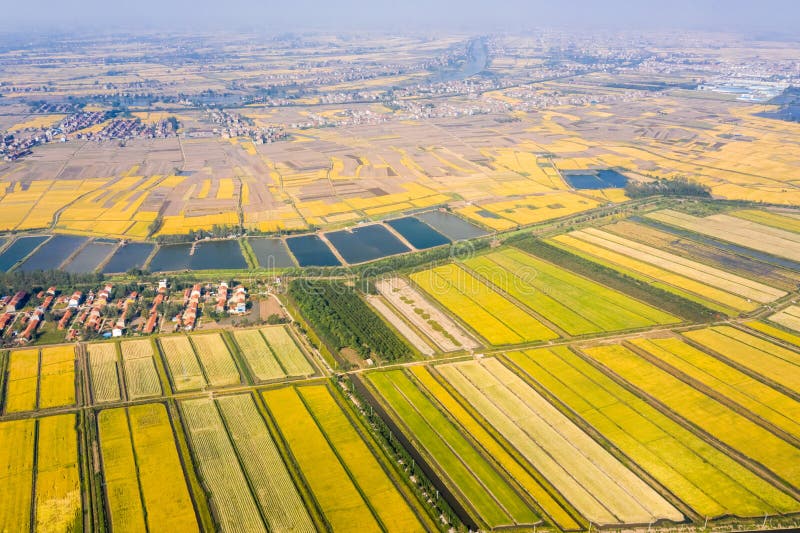 Golden Paddy Field in Autumn Stock Photo - Image of green, natural ...