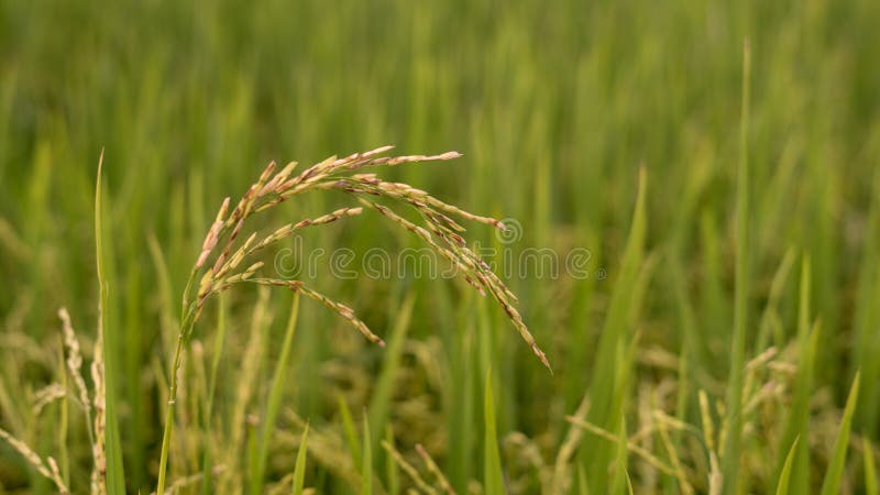 Golden Paddy at Paddy Field Stock Image - Image of malaysia, indonesia ...