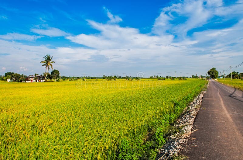 Golden Paddy Field, Road and a House Stock Photo - Image of coconut ...
