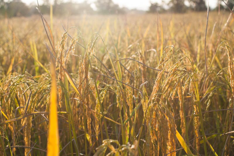 Golden paddy field stock photo. Image of fresh, beauty - 57224516