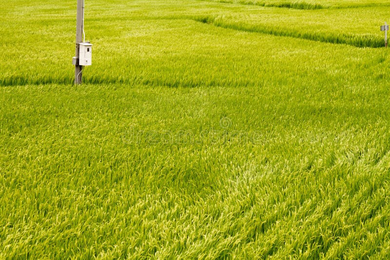 Golden Paddy Field from Top View Stock Image - Image of changhua ...