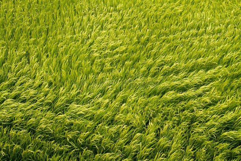 Golden Paddy Field from Top View Stock Image - Image of blowing ...