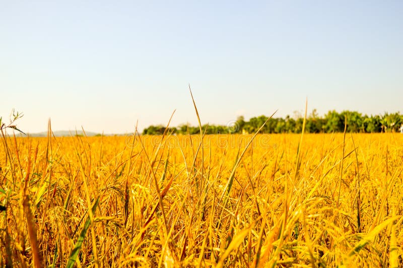 Golden paddy fields stock image. Image of agriculture - 101061141