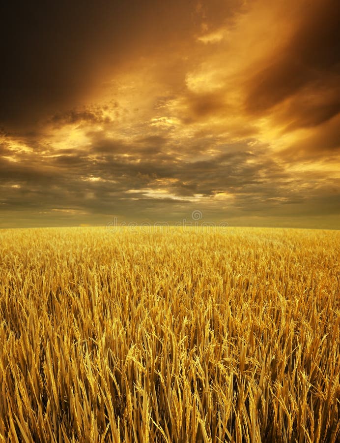 Golden Paddy Fields Landscape Stock Photo - Image of growth, harvest ...