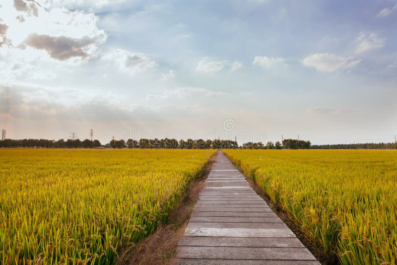 Golden paddy fields stock photo. Image of bumper, dazzling - 133072224