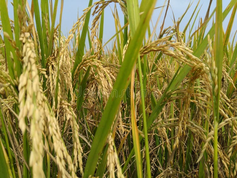 771 Paddy Floor Stock Photos - Free & Royalty-Free Stock Photos from ...