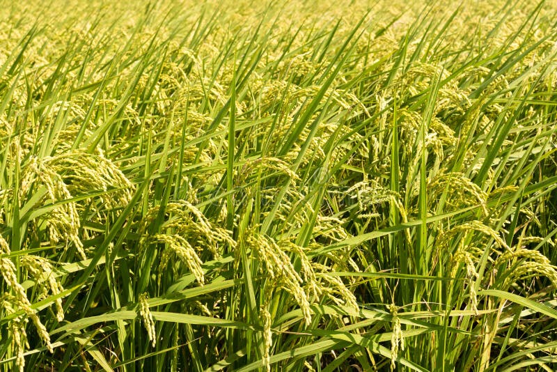 Golden paddy rice farm stock photo. Image of grow, grain - 34845526