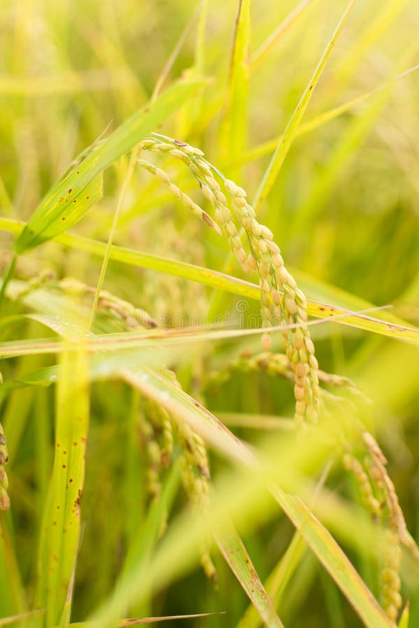 Golden paddy rice farm stock photo. Image of golden, grain - 34845240