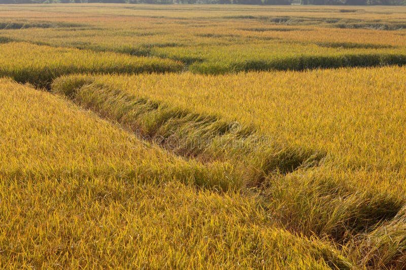 Golden paddy stock image. Image of agriculture, agricultural - 82533649