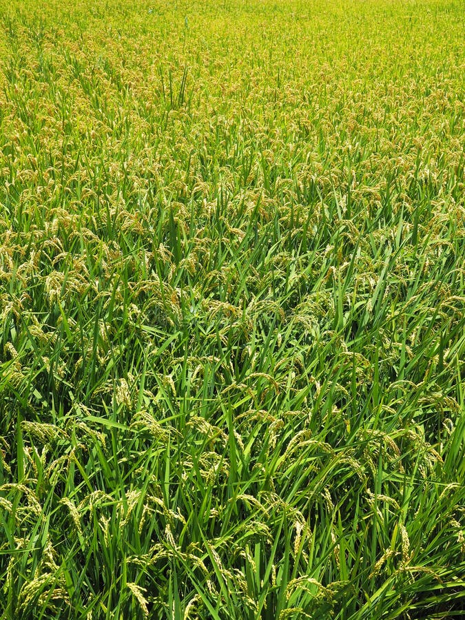 Rice paddy stock photo. Image of paddy, countryside, east - 15261436
