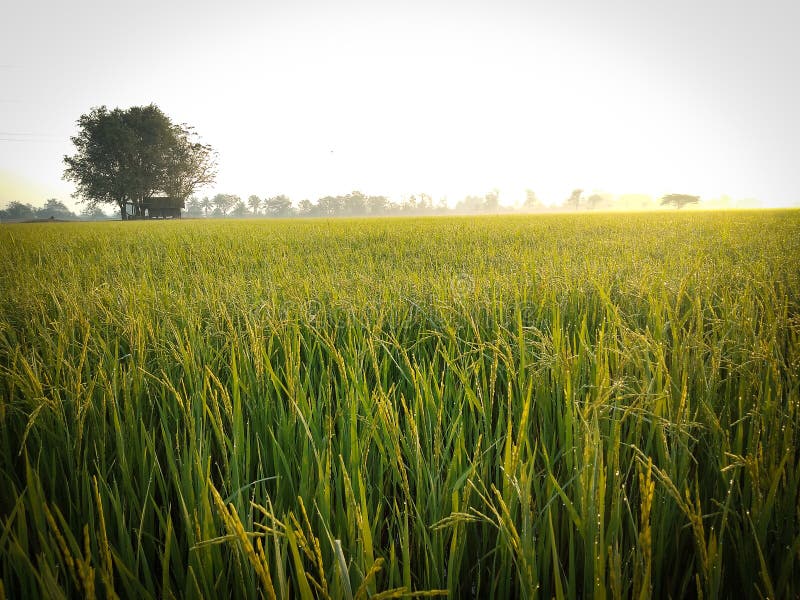 Golden Paddy Rice Field in Summer Stock Image - Image of grassland ...