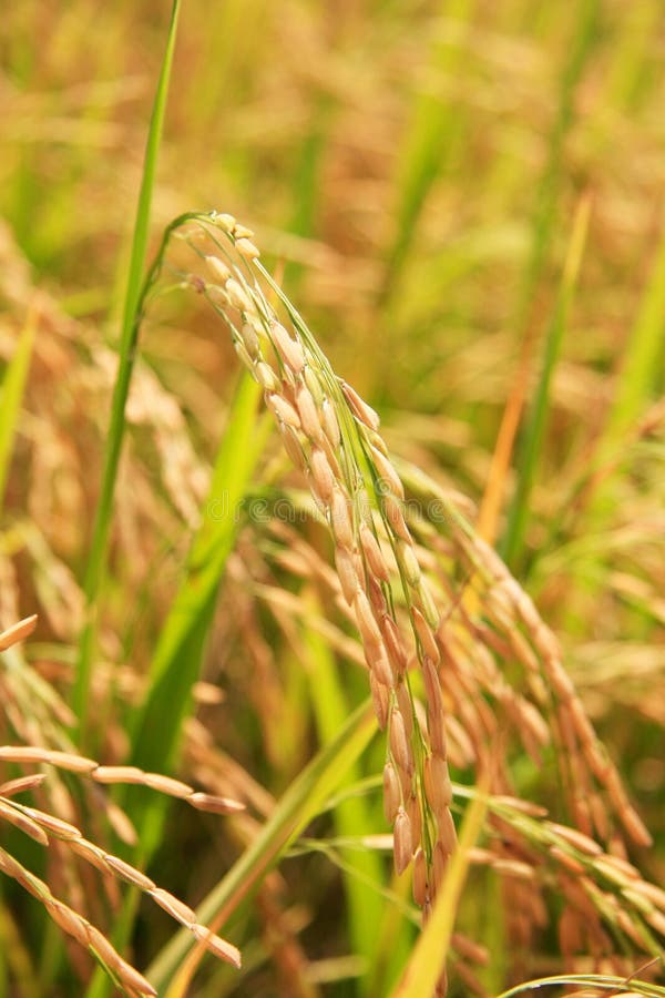 Golden paddy rice stock image. Image of paddy, rice, harvest - 32345993