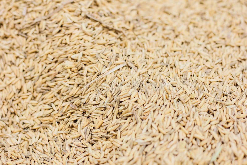 Paddy seed stock photo. Image of holding, asian, seed - 220129028