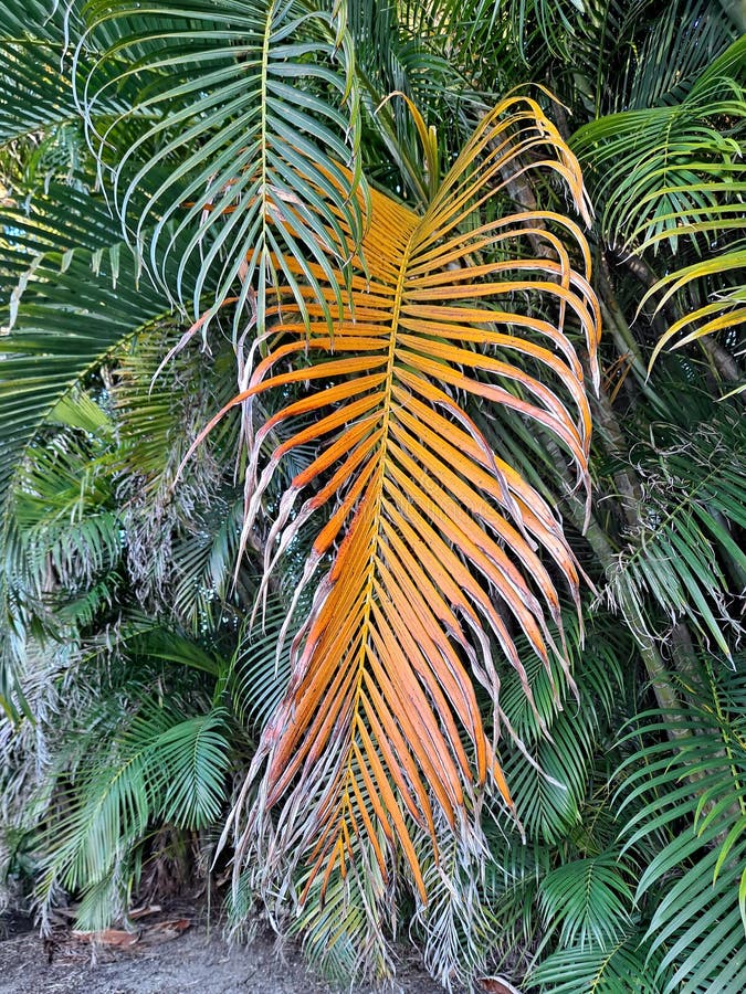Golden Palm in the forest stock photo. Image of nature - 219732744