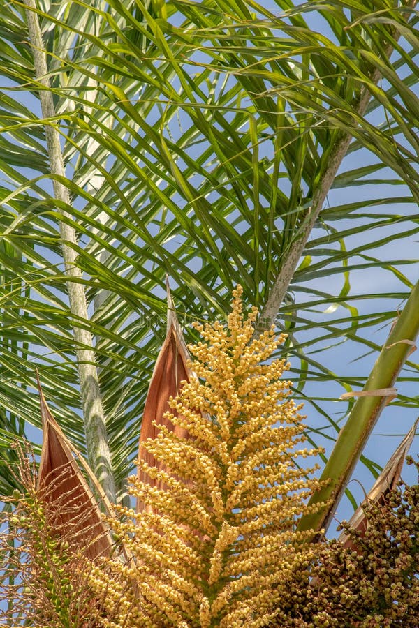 Palm Tree Flowers Stock Photos - Download 15,425 Royalty Free Photos
